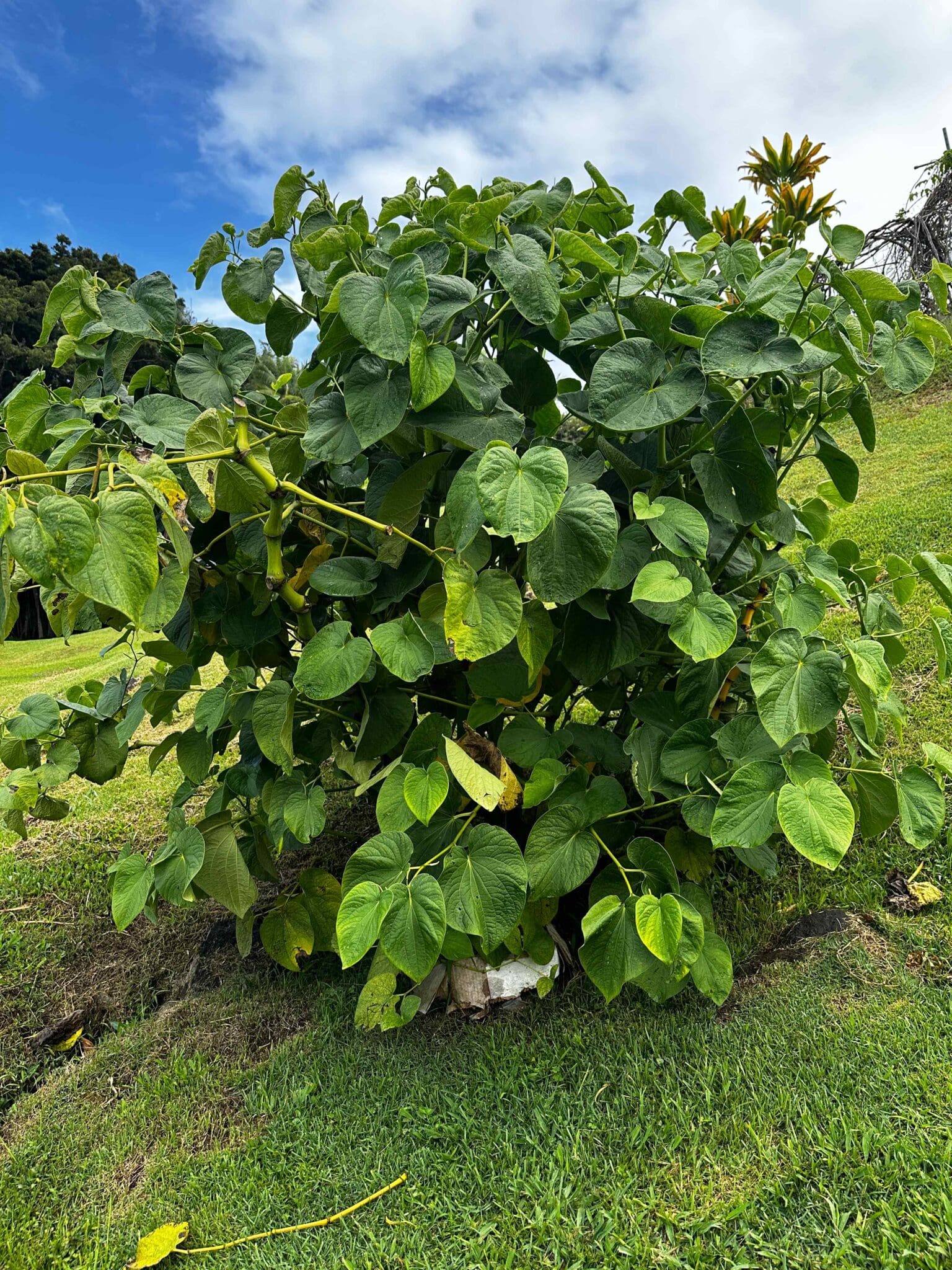 Kavahana: 6 Interesting Facts About The Kava Plant
