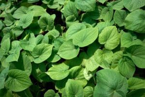 What’s the Kava Plant Like? Where It Comes From & More