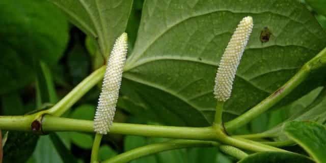 What’s the Kava Plant Like? Where It Comes From & More