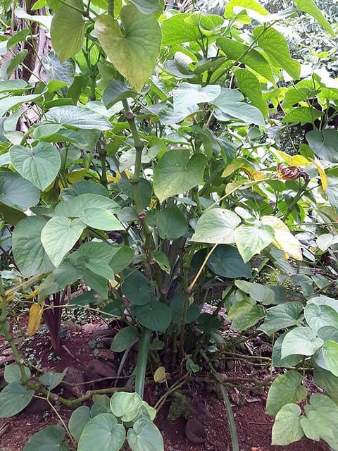 What’s the Kava Plant Like? Where It Comes From & More
